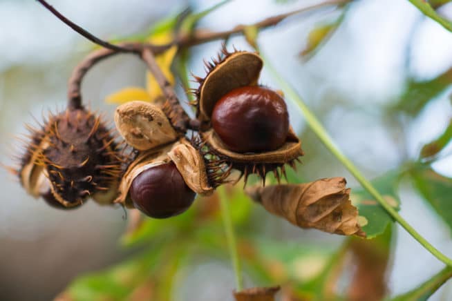 Where Do Water Chestnuts Grow? » Top Tips & Facts