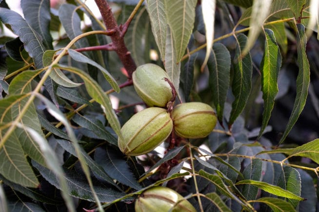 Hickory Tree Leaves And What They Do Gardeneco