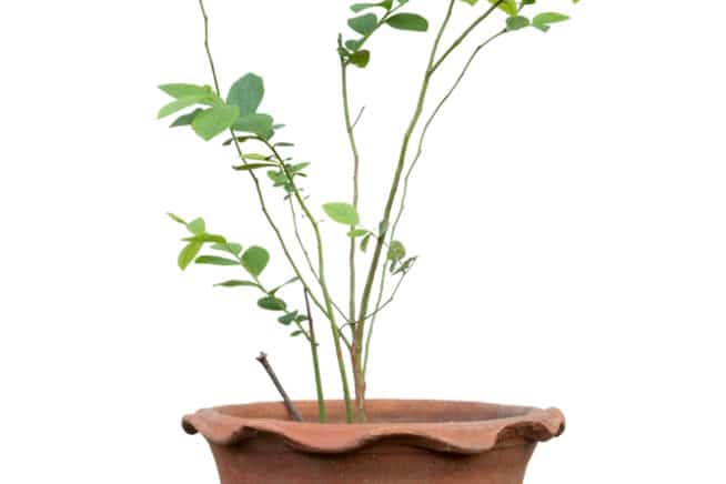 Blueberry Cuttings & Top Tips on Growing