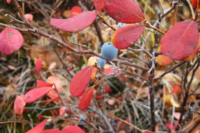 Blueberry Leaves Turning Red » Top Tips on Why