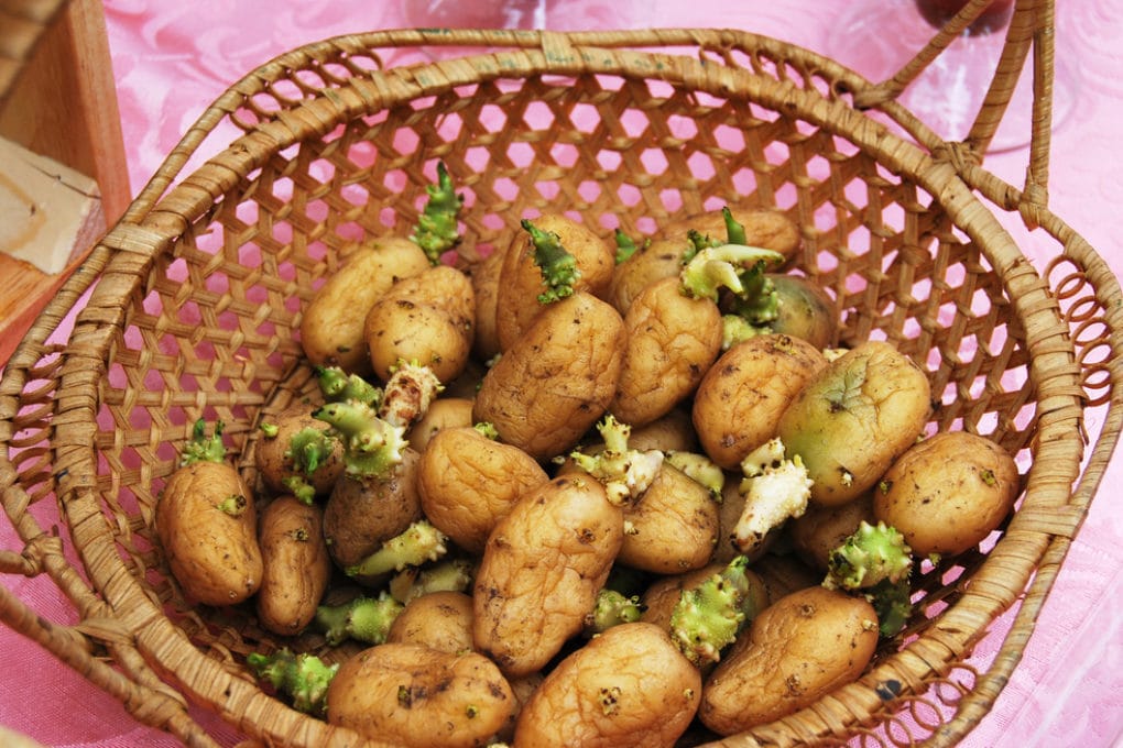 Chitting Potatoes » Tips on How, Why & When