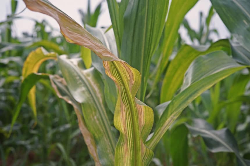 Corn Pests » Identification & Control Tips