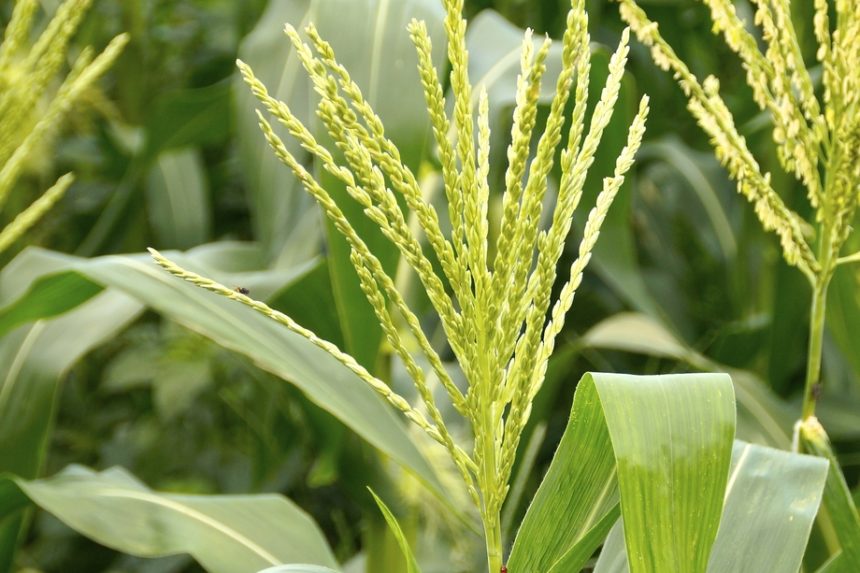 Corn Tassel Facts On What It Is And Purpose