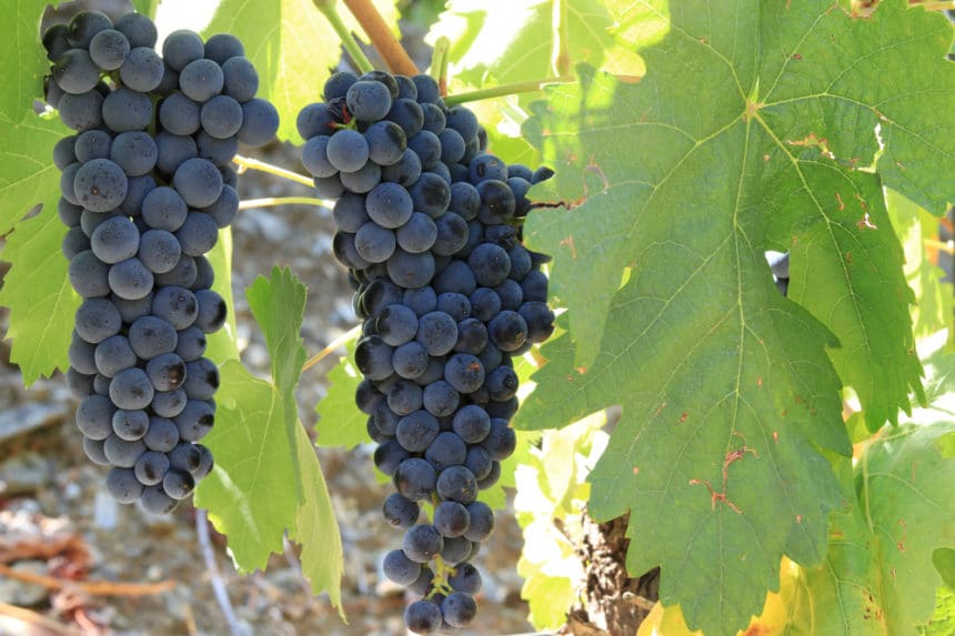 When to Plant Grapes » Top Timing Tips