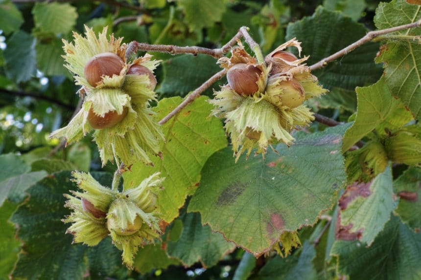 Hazelnut Shells as Mulch - Garden.eco