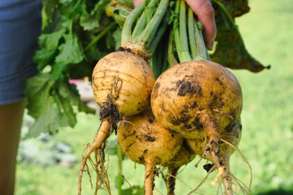 Turnip Flowers » Top Facts, Tips & Uses