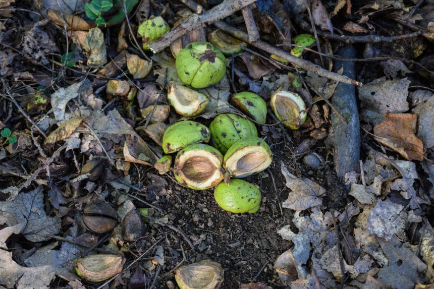 How to Harvest Walnuts » Top Picking Tips