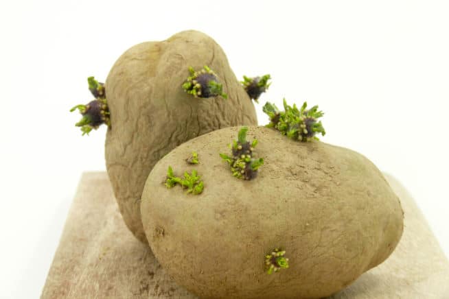 How Do Potatoes Reproduce? » Top Facts
