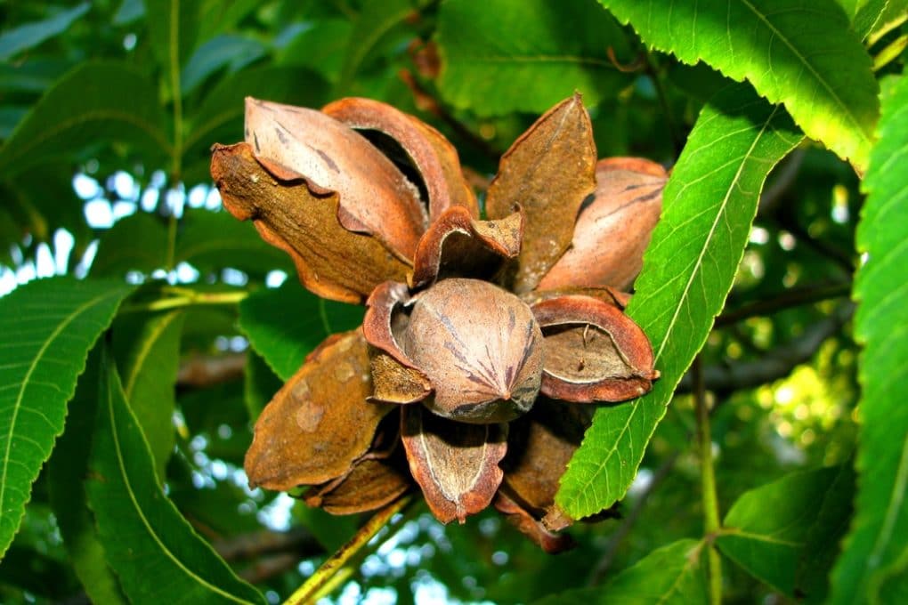 Pecan Tree Diseases Tips For Identification Control Pecan Tree Diseases Tips For Identification Control