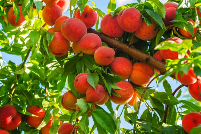 Where Do Peaches Grow? » Top Location Facts