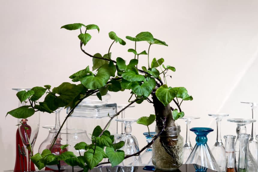 How To Grow A Potato In Water Gardeneco