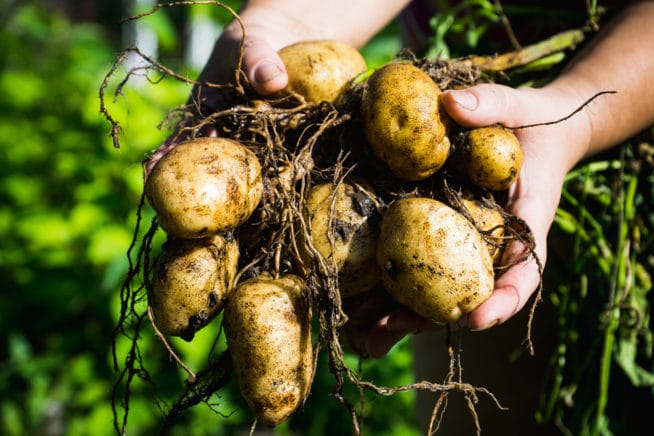 Growing Red Potatoes » Top Tips