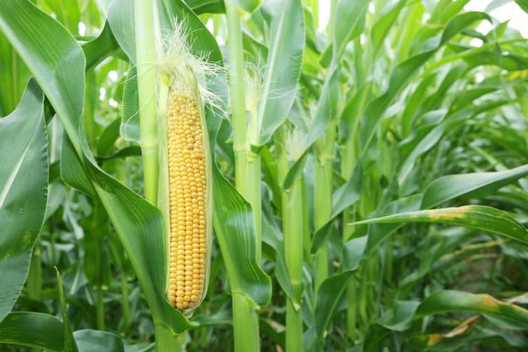 How to Tell When Sweet Corn is Ready » Top Tips