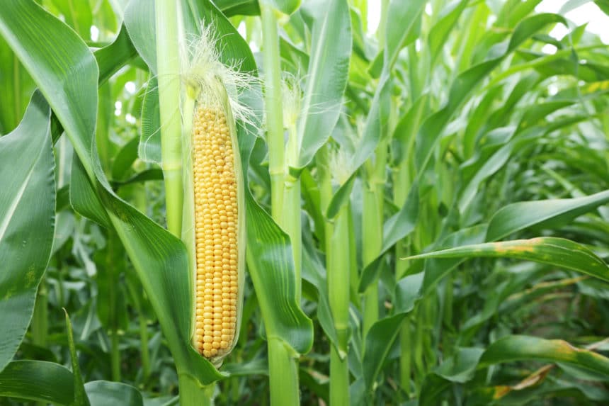 Corn Leaves & Their Many Uses