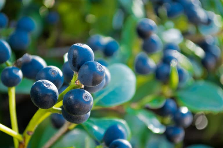 Japanese Blueberry Tree Problems » Tips on Hardy Growth