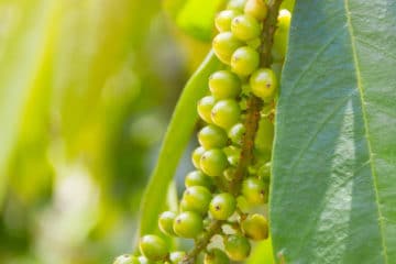 Japanese Blueberry Tree Problems » Tips on Hardy Growth