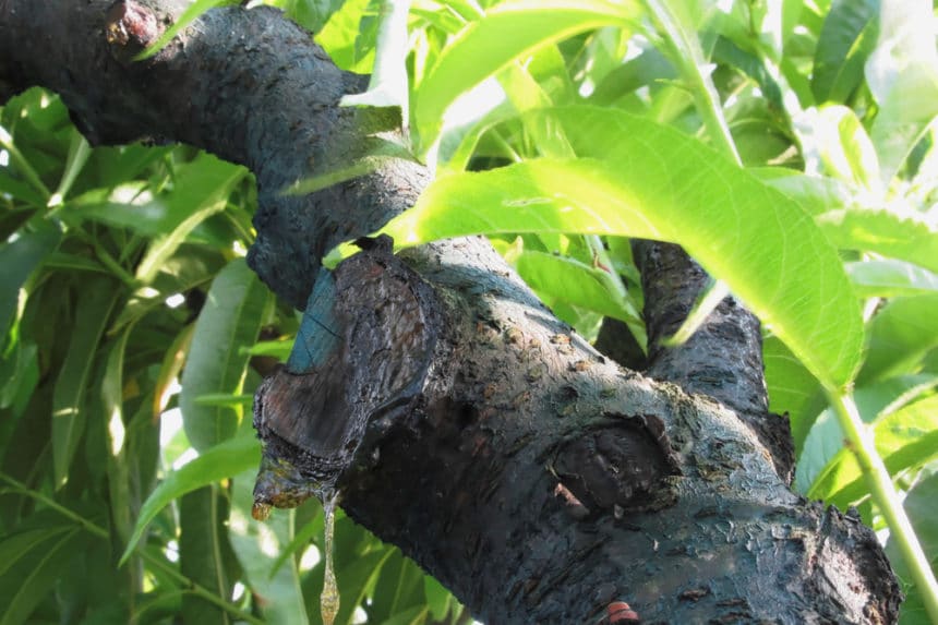 Peach Tree Diseases » Identification & Control Tips