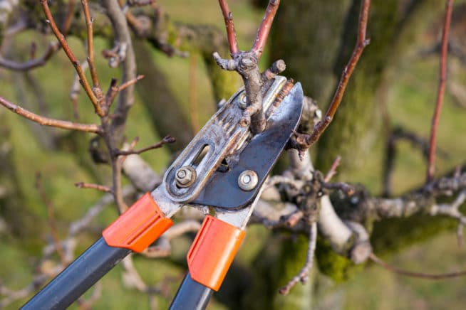 Hawthorn Tree Thorns » Tips on a Prickly Situation