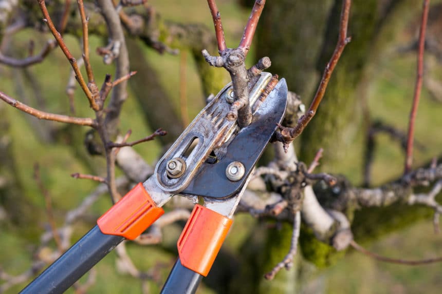 Hawthorn Tree Thorns » Tips on a Prickly Situation