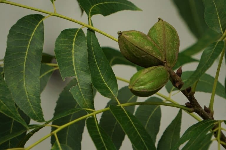 Pecan Tree Diseases » Tips for Identification & Control