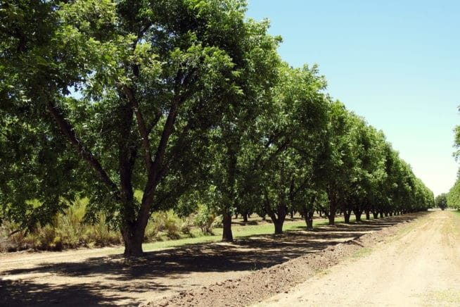 What Does a Pecan Tree Look Like? » Top Facts