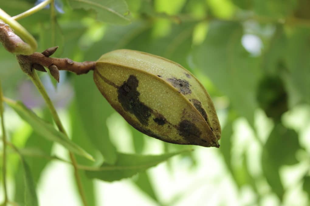 When to Harvest Pecans? »Top Picking Tips