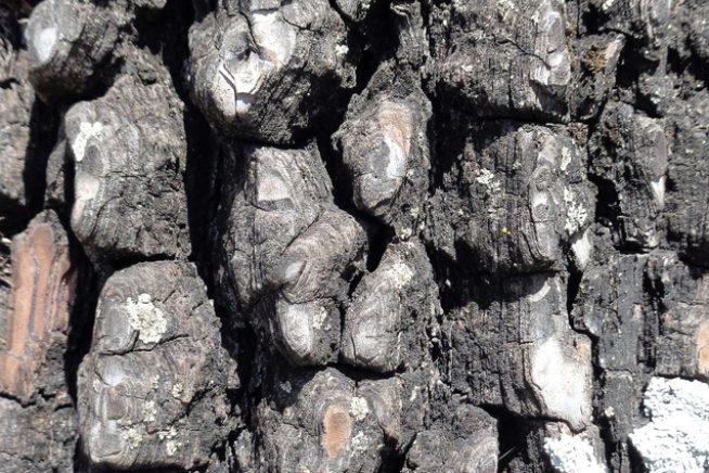 Persimmon Tree Bark Facts - Garden.eco