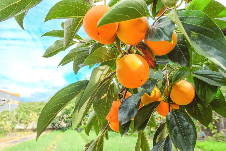 Persimmon Flower » Top Facts