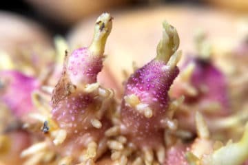 Potato Worm & Top Tips on Control