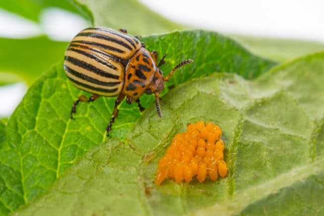 Potato Bug Larvae » Top Identification & Control Tips