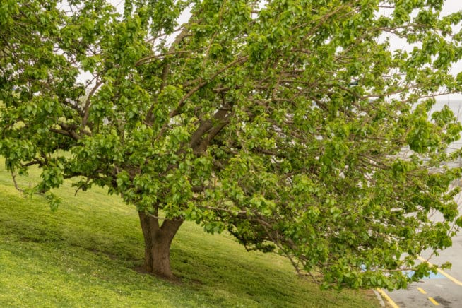 Mulberry Tree Facts and Top Tips