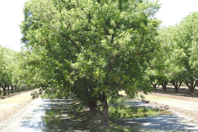 What Does a Pecan Tree Look Like? » Top Facts