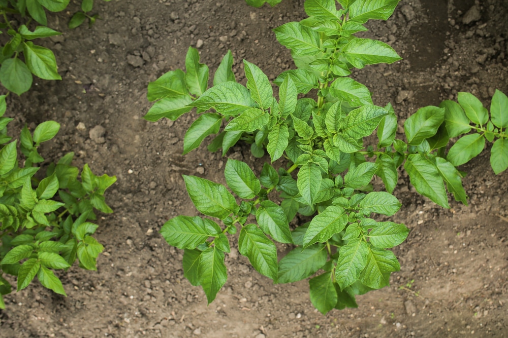 What Does A Potato Plant Look Like Top Facts