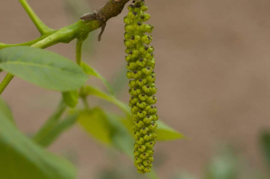 When Do Fig Trees Bloom? » Top Timing Tips