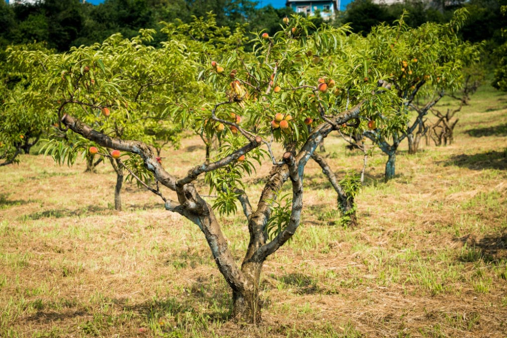 Peach Tree Care » Tips for Healthy Trees
