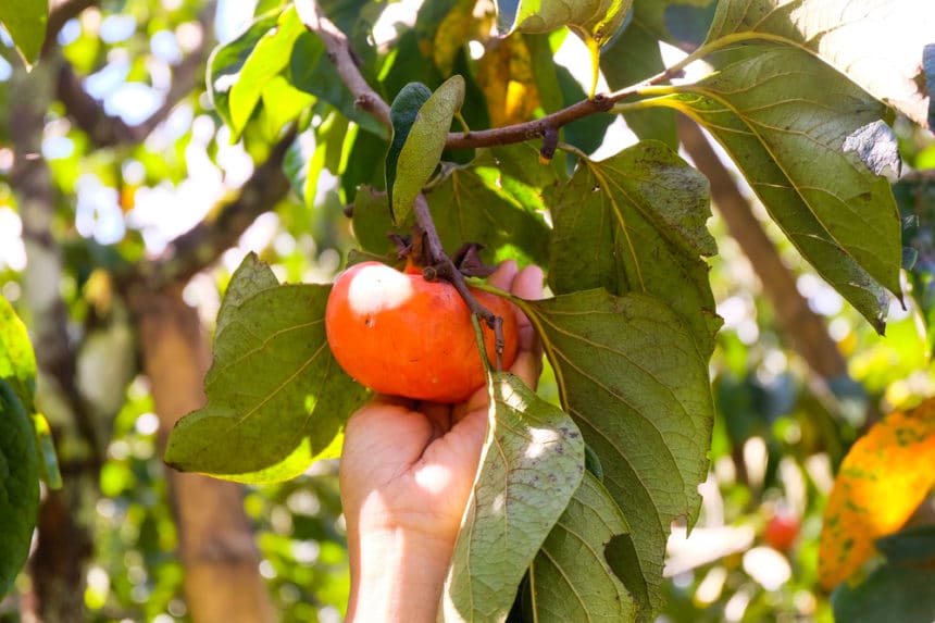 What Does a Persimmon Tree Look Like? » Top Tips