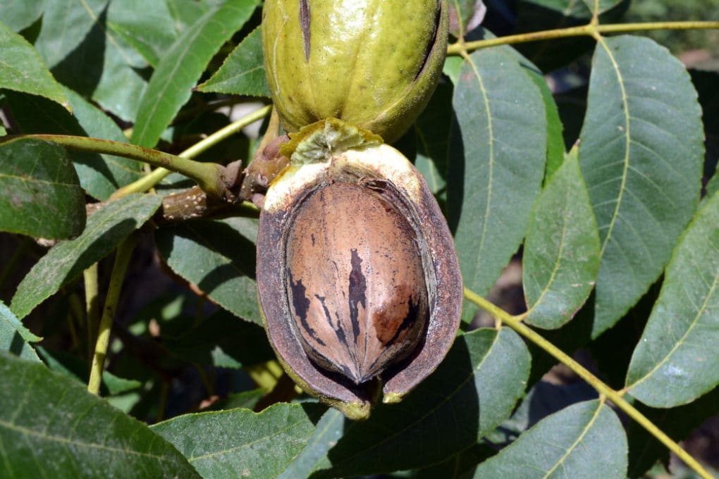 When to Harvest Pecans? »Top Picking Tips