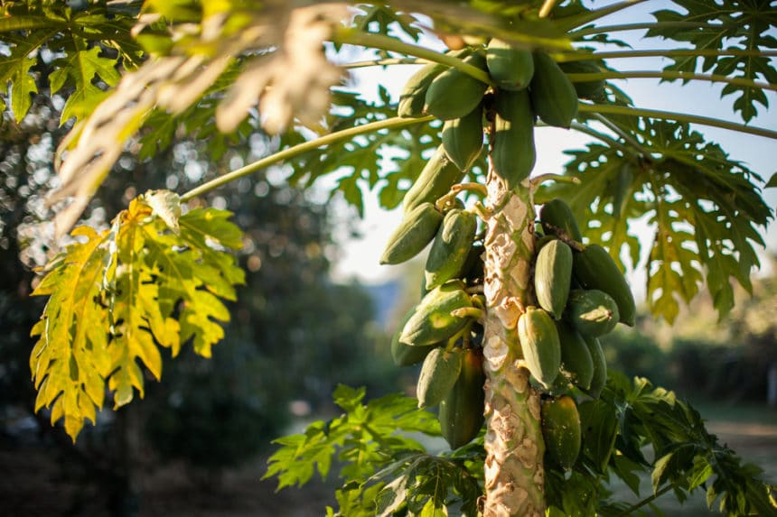 How to Tell When Papaya Is Ripe? - Garden.eco