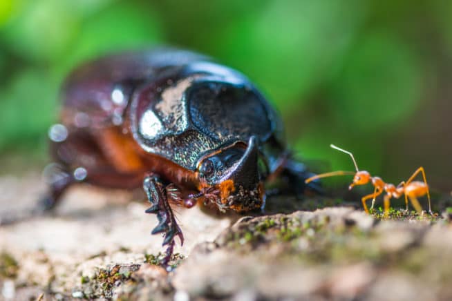 Coconut Rhinoceros Beetle - Garden.eco