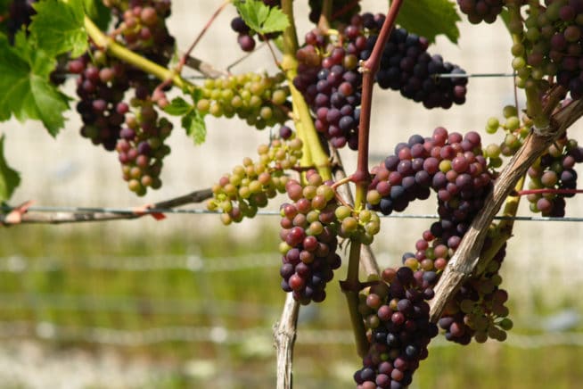 Grape Vine Care » Top Tips & Facts