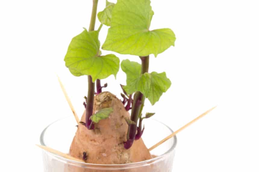 Growing Sweet Potatoes Indoors Top Tips And Facts