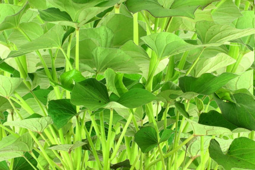 Growing Sweet Potatoes Indoors Top Tips And Facts