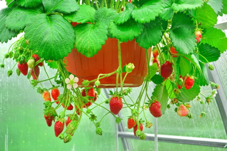 Pruning Strawberries » Top Trimming Tips