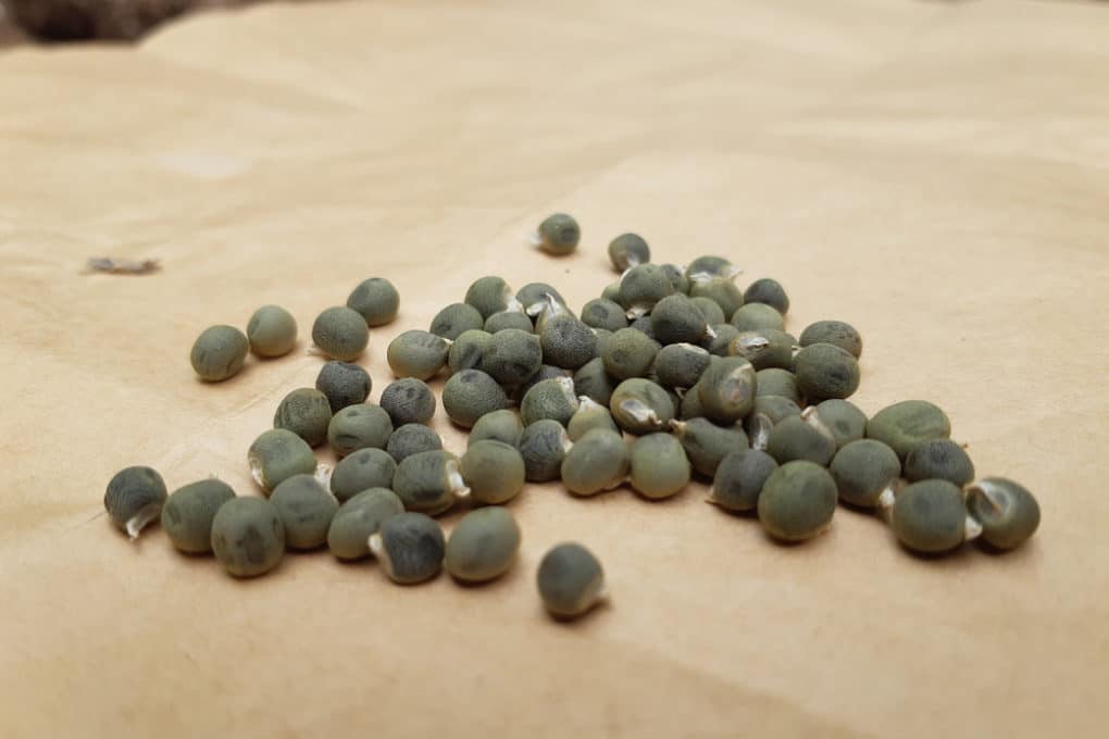 Okra Spacing » Tips on Giving it Elbow Room