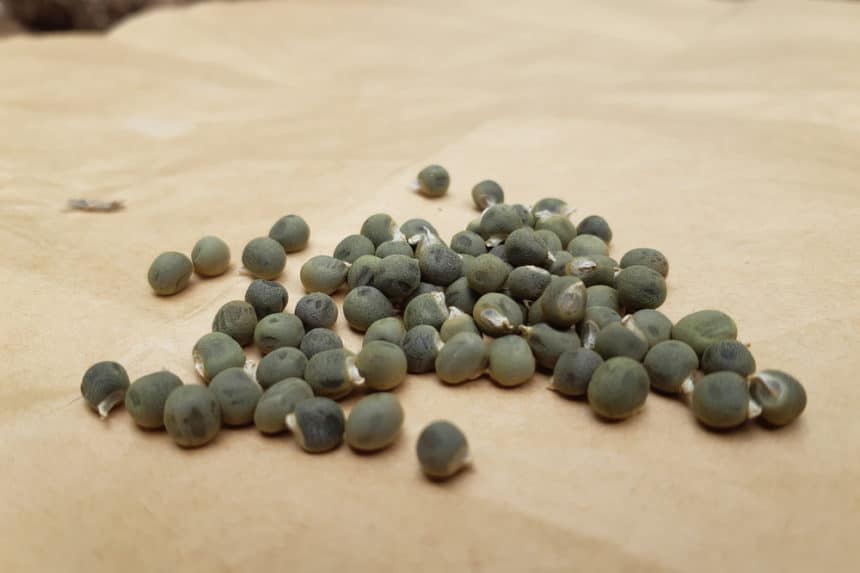 Okra Spacing » Tips on Giving it Elbow Room