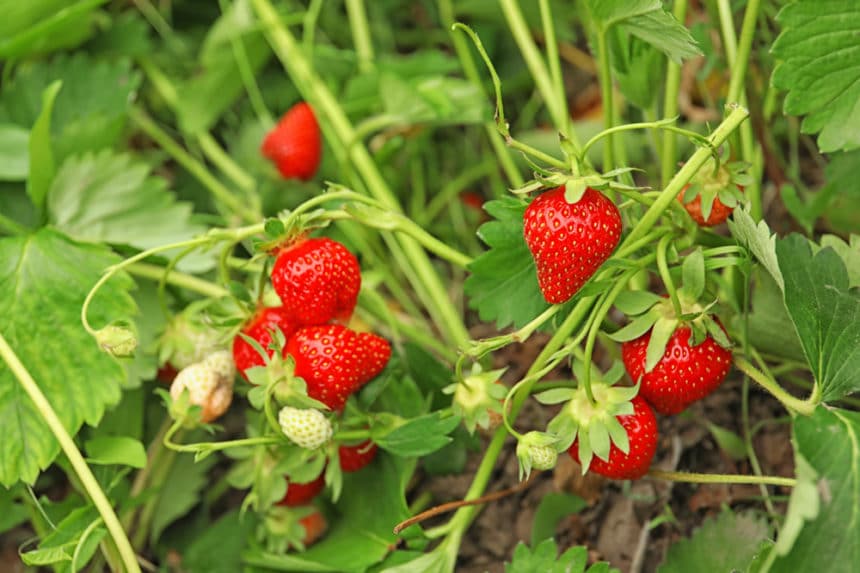 Strawberry Runners » Top Tips & Facts