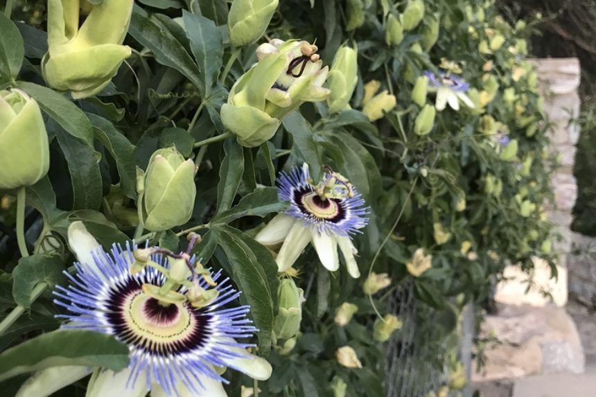 Passion Fruit Season » Top Timing Tips