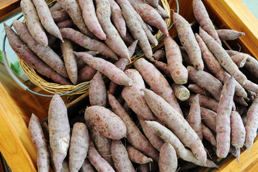 Havesting Yams Like a Picking Pro! Havesting Yams Like a Picking Pro!