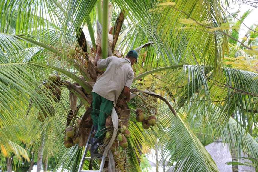 How Do Coconuts Grow? » Top Tips & Facts