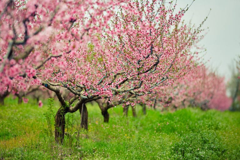 Peach Tree Care » Tips for Healthy Trees